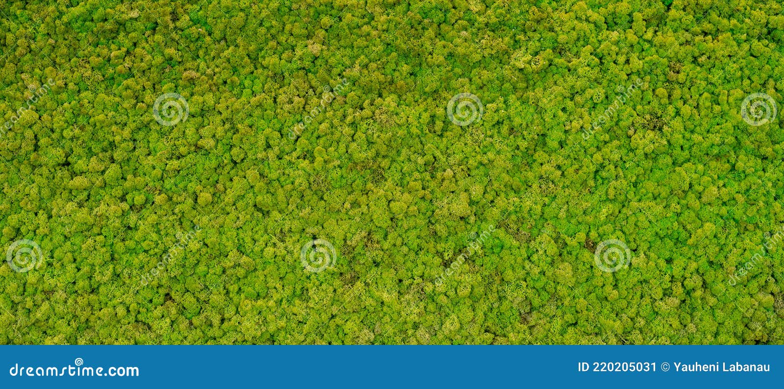 Green Moss Background Texture Wallpaper Stock Image - Image of grow ...