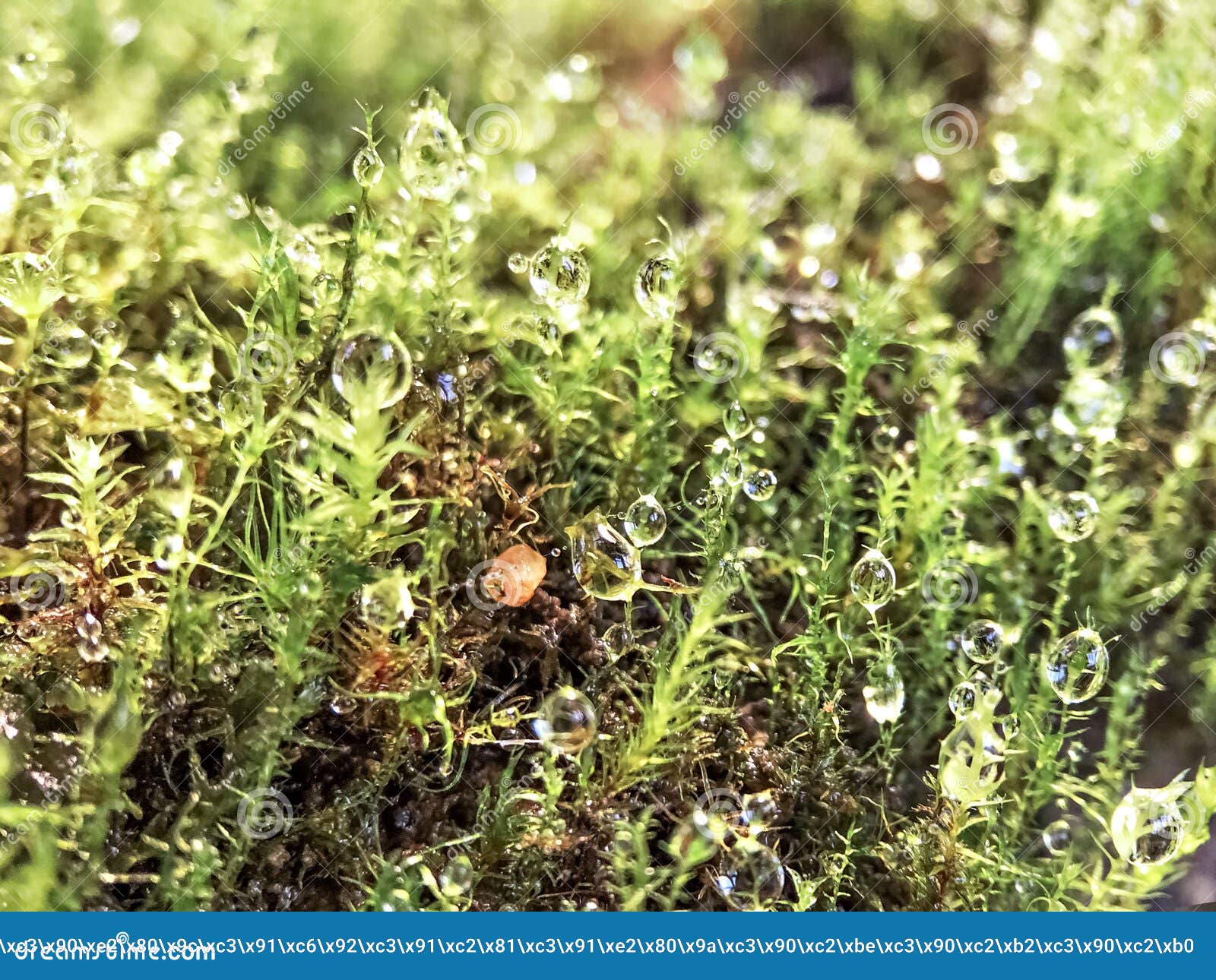 Green Moss Background with Water Droplets after Rain Stock Image ...