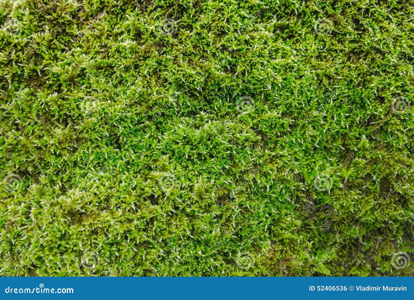 Green Moss Backgruond Close Up Stock Photo - Image of pattern, ground ...