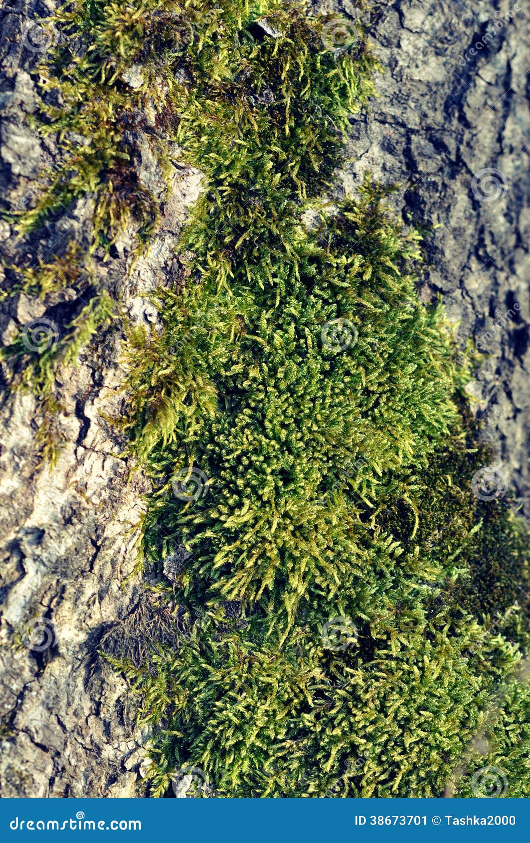 Green moss on bark tree stock image. Image of uncultivated - 38673701