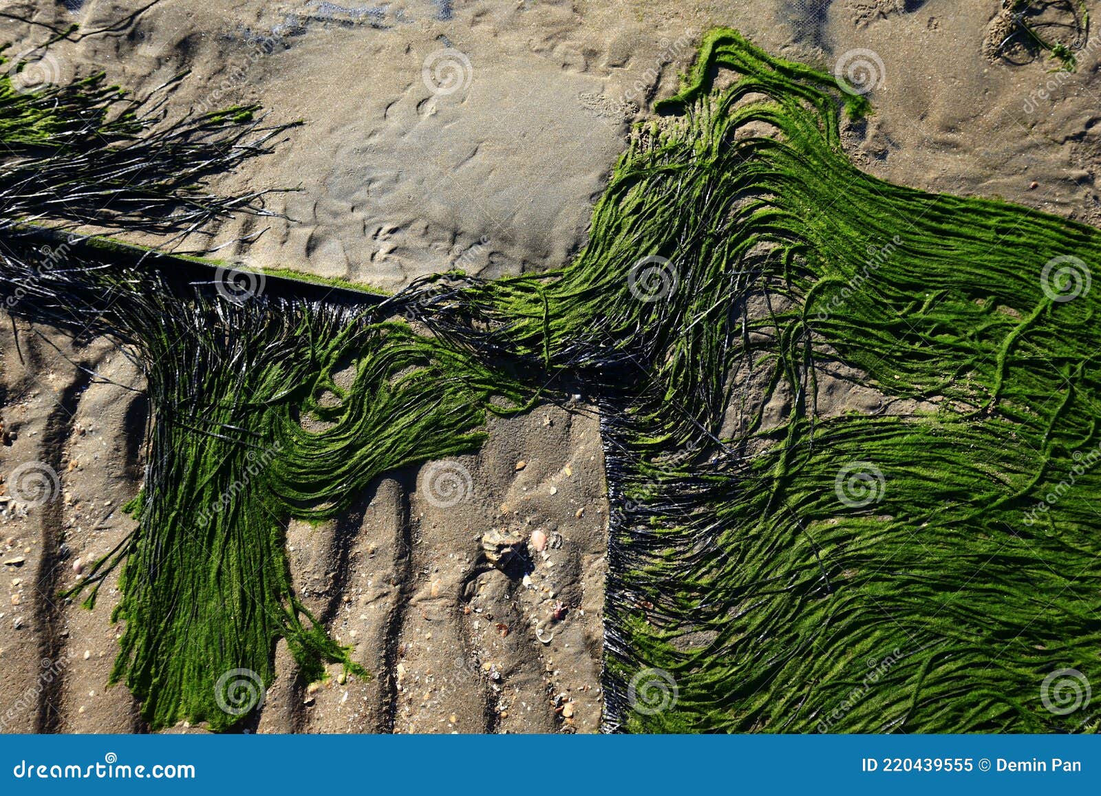 Green Moss Beach by the Sea Stock Image - Image of view, abstract ...