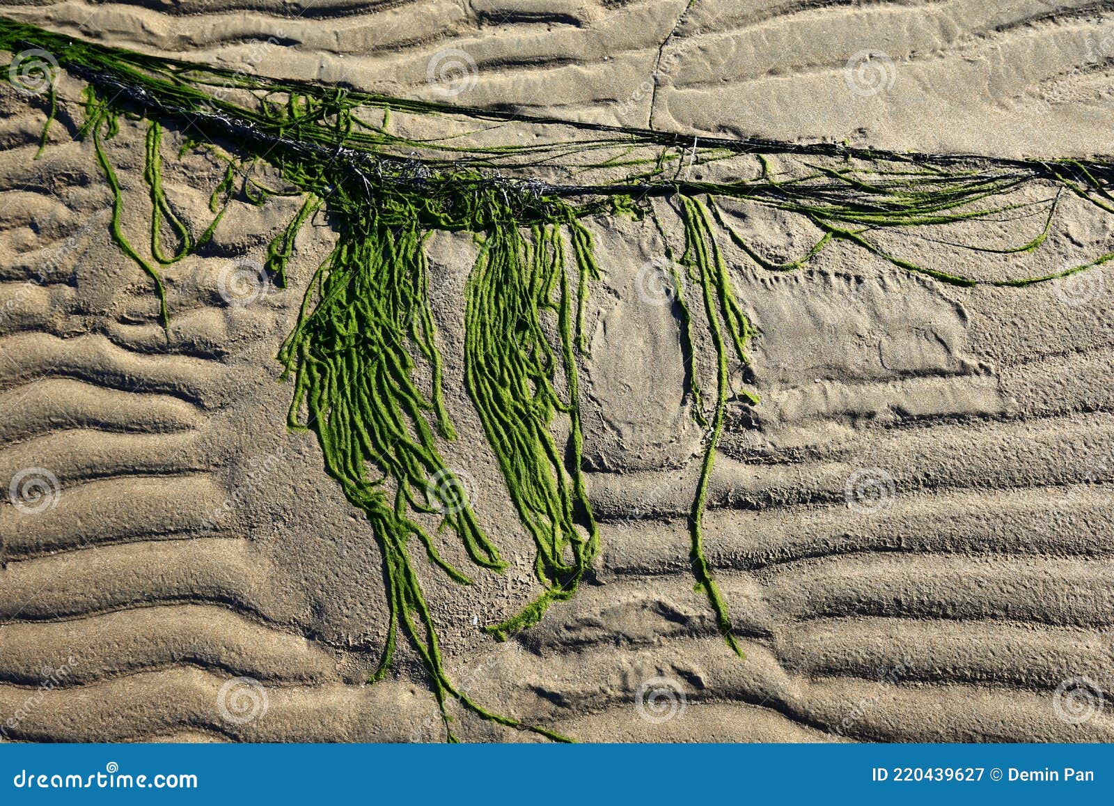 Green Moss Beach by the Sea Stock Image - Image of nature, life: 220439627