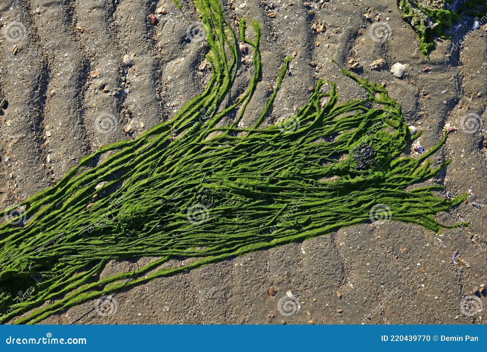 Green Moss Beach by the Sea Stock Photo - Image of coastline, natural ...