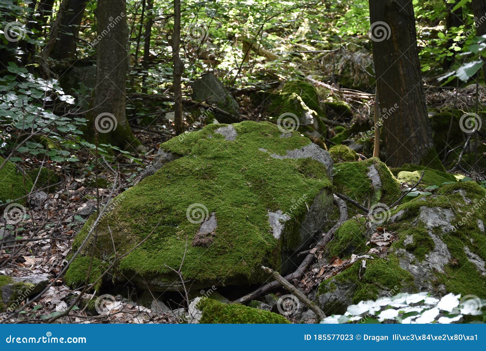 Green Moss on Big Rock in Forest Stock Image - Image of fungus, moss ...