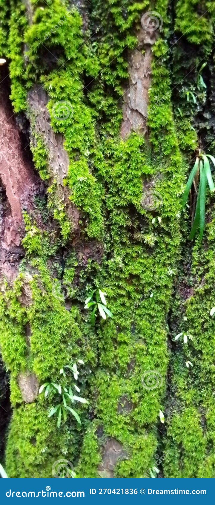 Green moss on big tree stock photo. Image of forest - 270421836