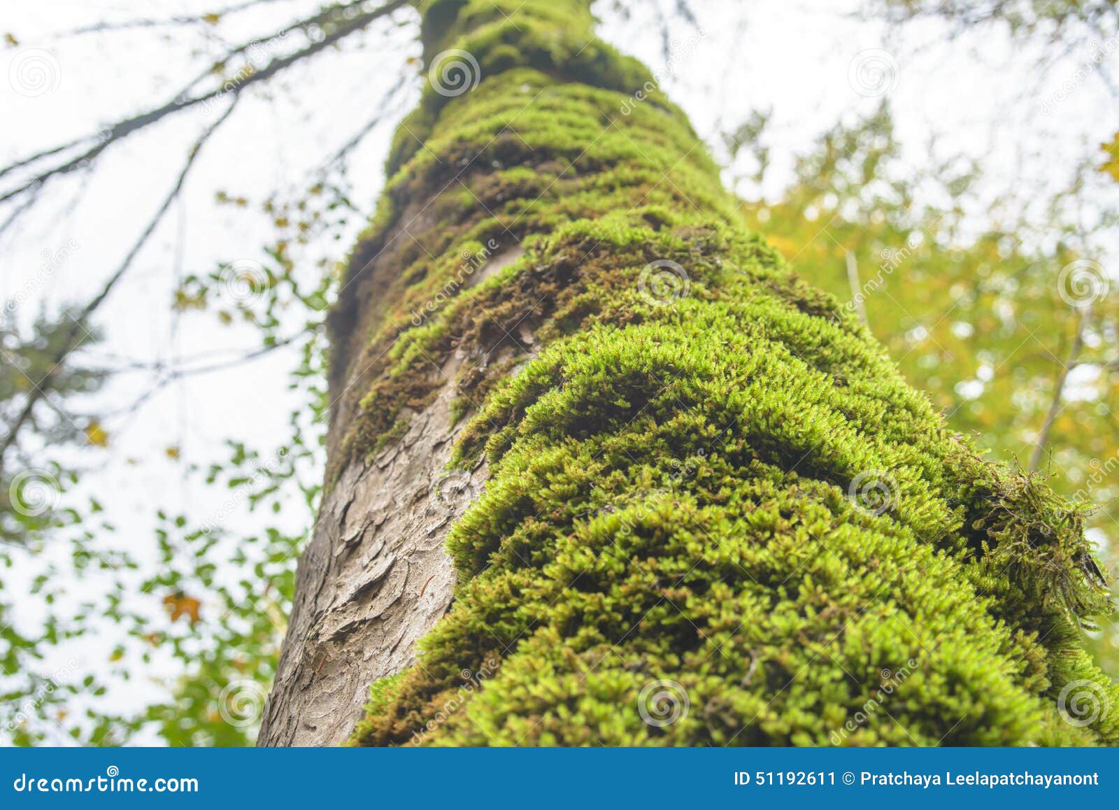 Green moss on a big tree stock image. Image of natural - 51192611