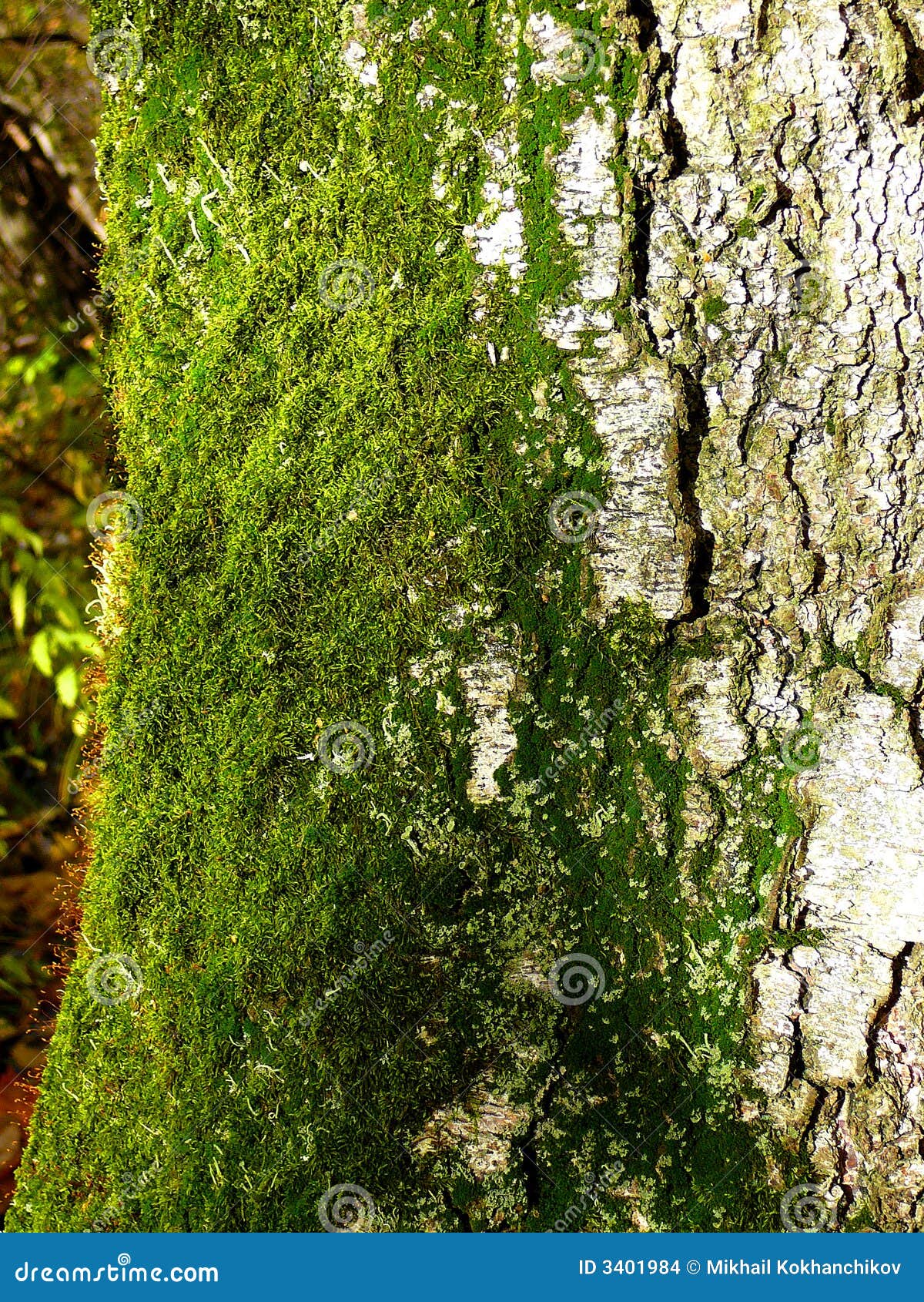 Green moss on birch stock photo. Image of giant, green - 3401984 Green moss on birch stock photo. Image of giant, green - 3401984