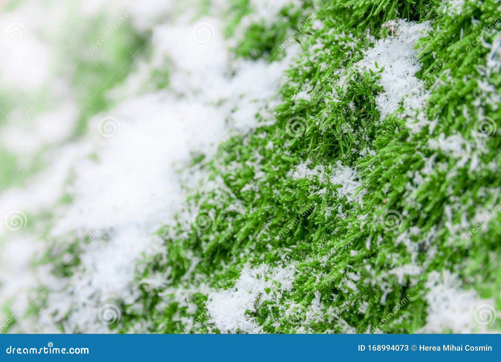 Green Moss on a Birch Tree Covered with Snow, Winter Scene Stock Image ... Green Moss on a Birch Tree Covered with Snow, Winter Scene Stock Image ...