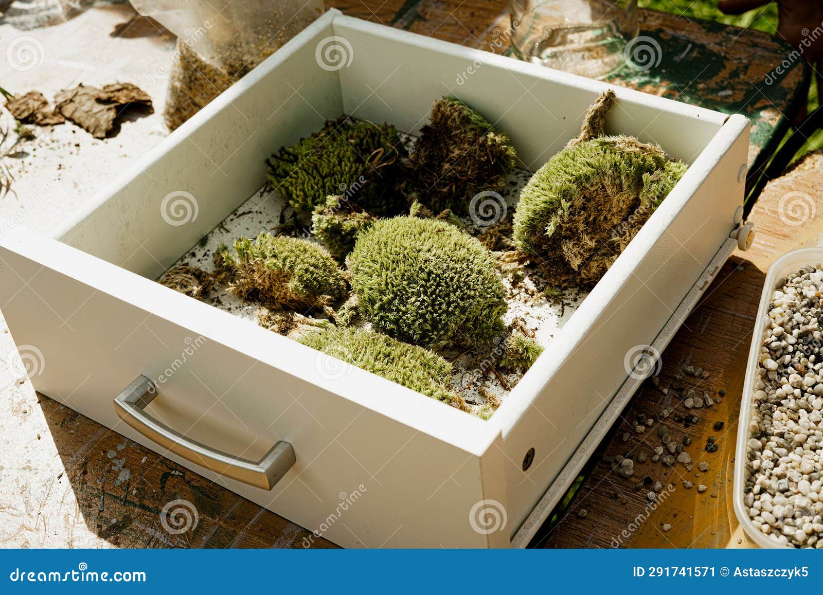 Green moss in a box stock image. Image of vegetable - 291741571