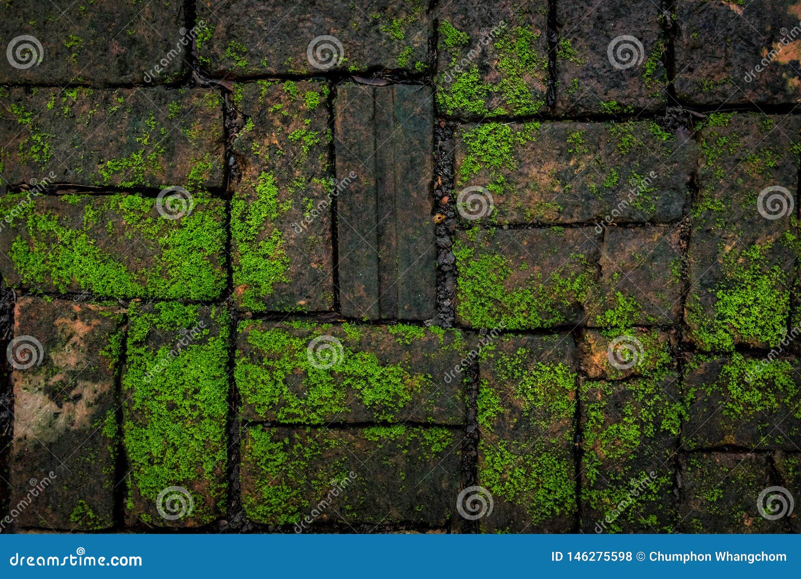 Green Moss And Brick Background Texture Beautiful In Nature. Floors ...