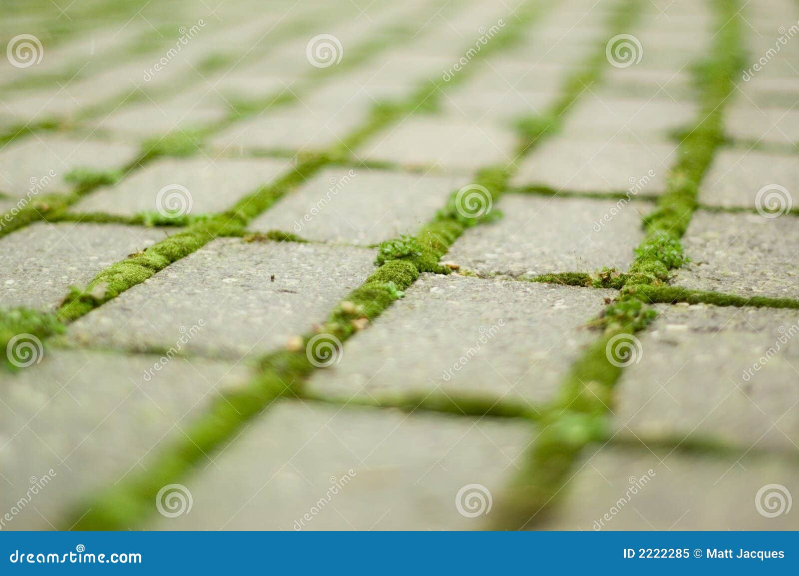 Green Moss on Brick Pathway Stock Image - Image of brick, patrick: 2222285