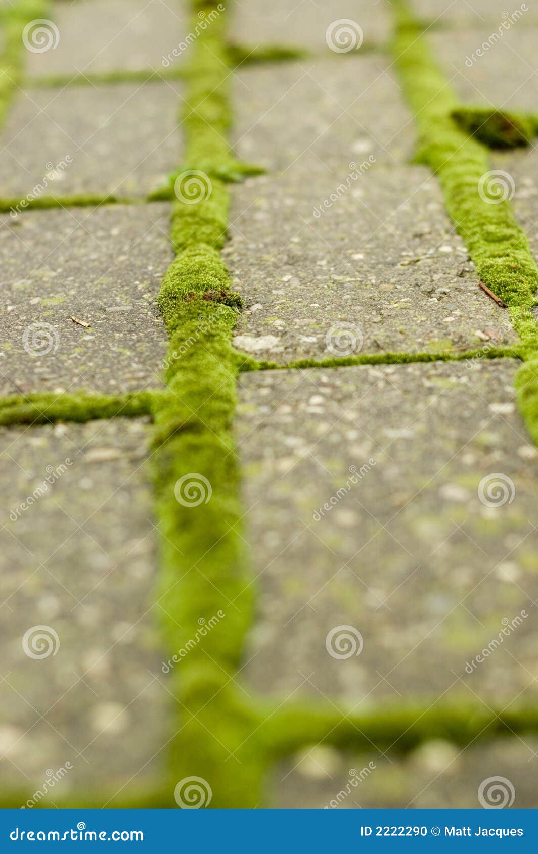 Green Moss on Brick Pathway Stock Photo - Image of garden, moist: 2222290