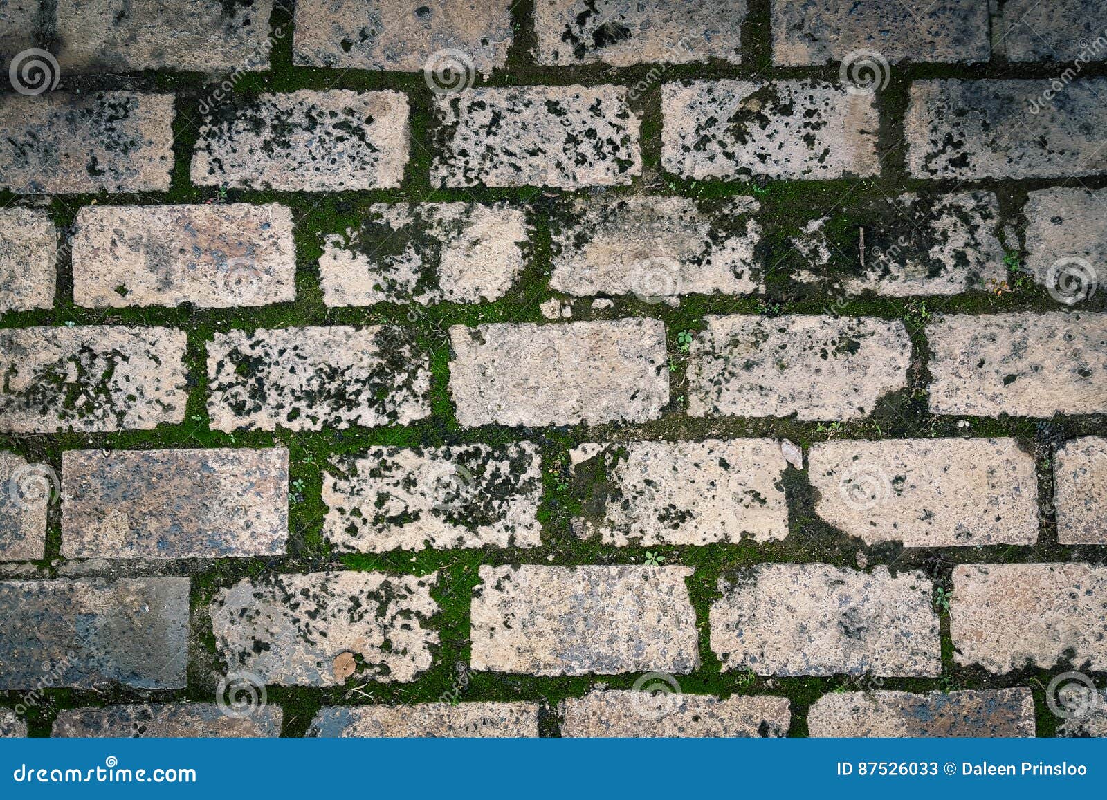 Green moss brick pavement stock image. Image of background - 87526033