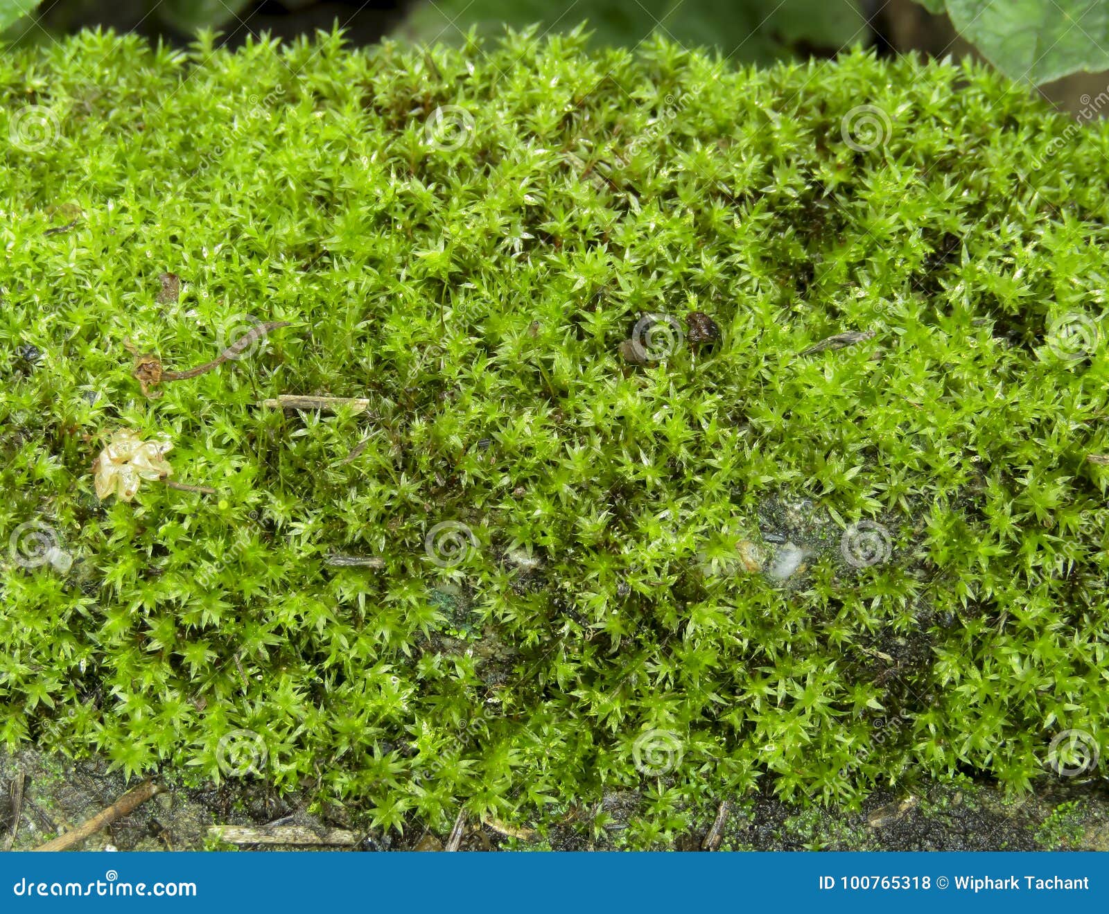 Green moss stock photo. Image of green, forest, plant - 100765318