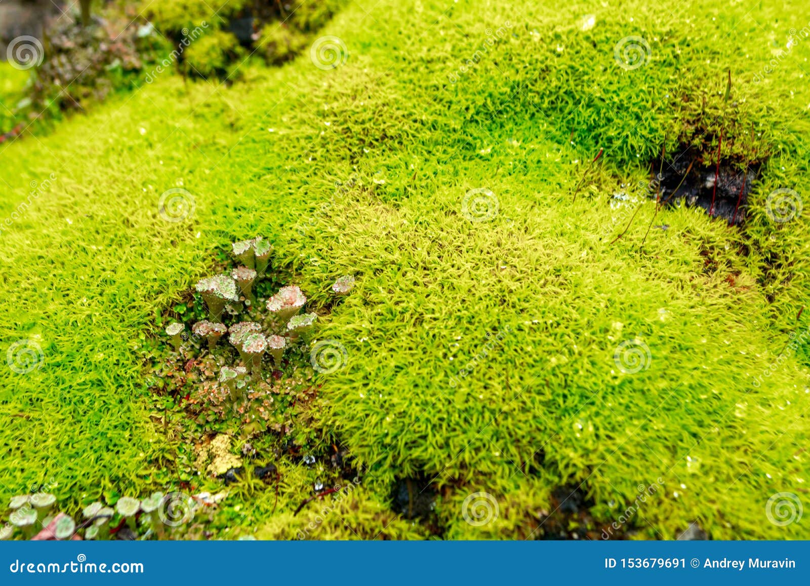 Green moss stock image. Image of stone, fresh, natural - 153679691