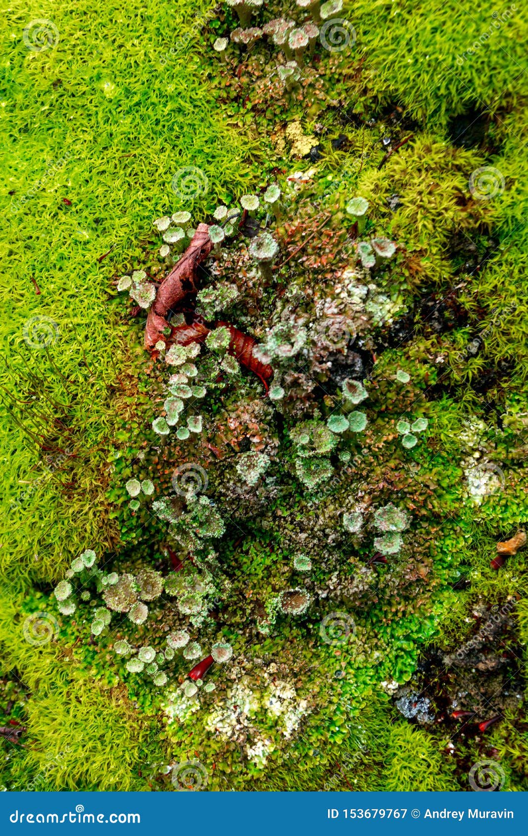 Green moss stock image. Image of mossy, green, bright - 153679767