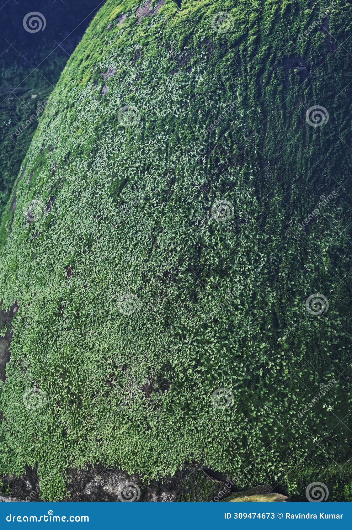 Green Moss on a Build Structure Stock Image - Image of agriculture ...