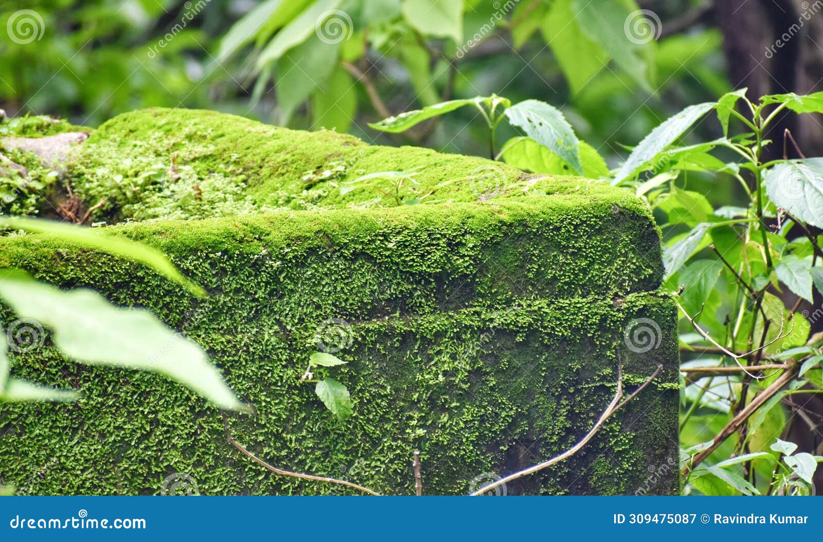 Green Moss on a Build Structure Stock Image - Image of wild, growth ...