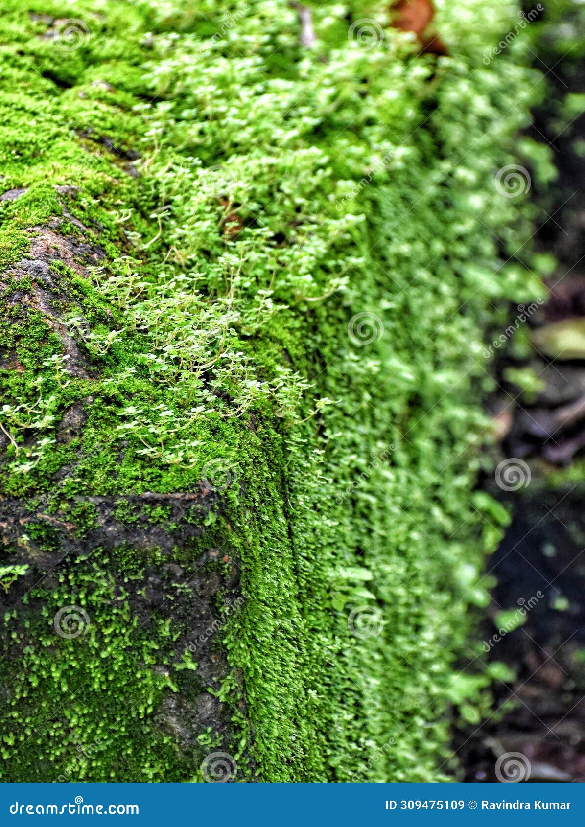 Green Moss on a Build Structure Stock Image - Image of jungle, view ...
