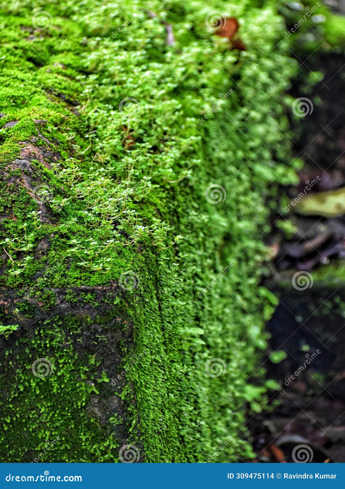 Green Moss on a Build Structure Stock Photo - Image of environment ...
