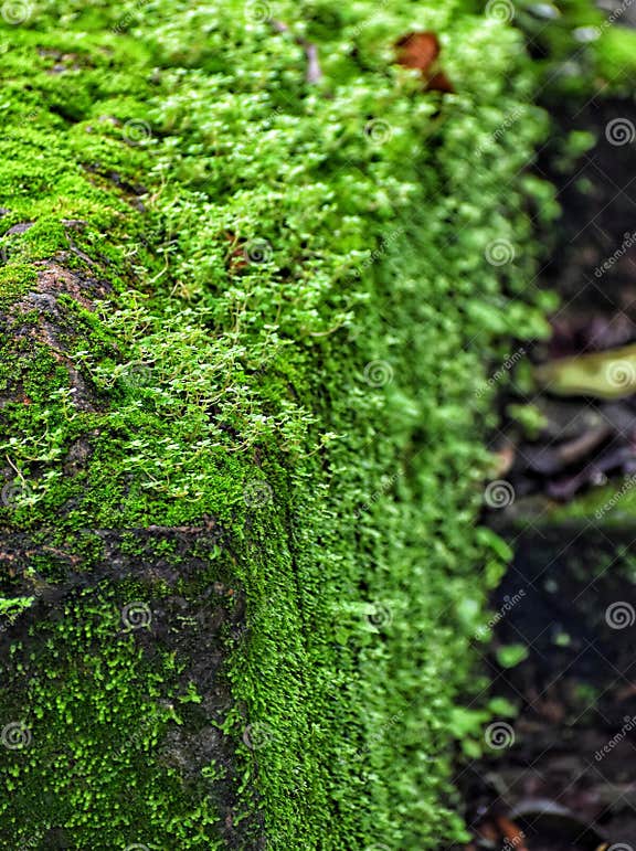 Green Moss on a Build Structure Stock Photo - Image of environment ...