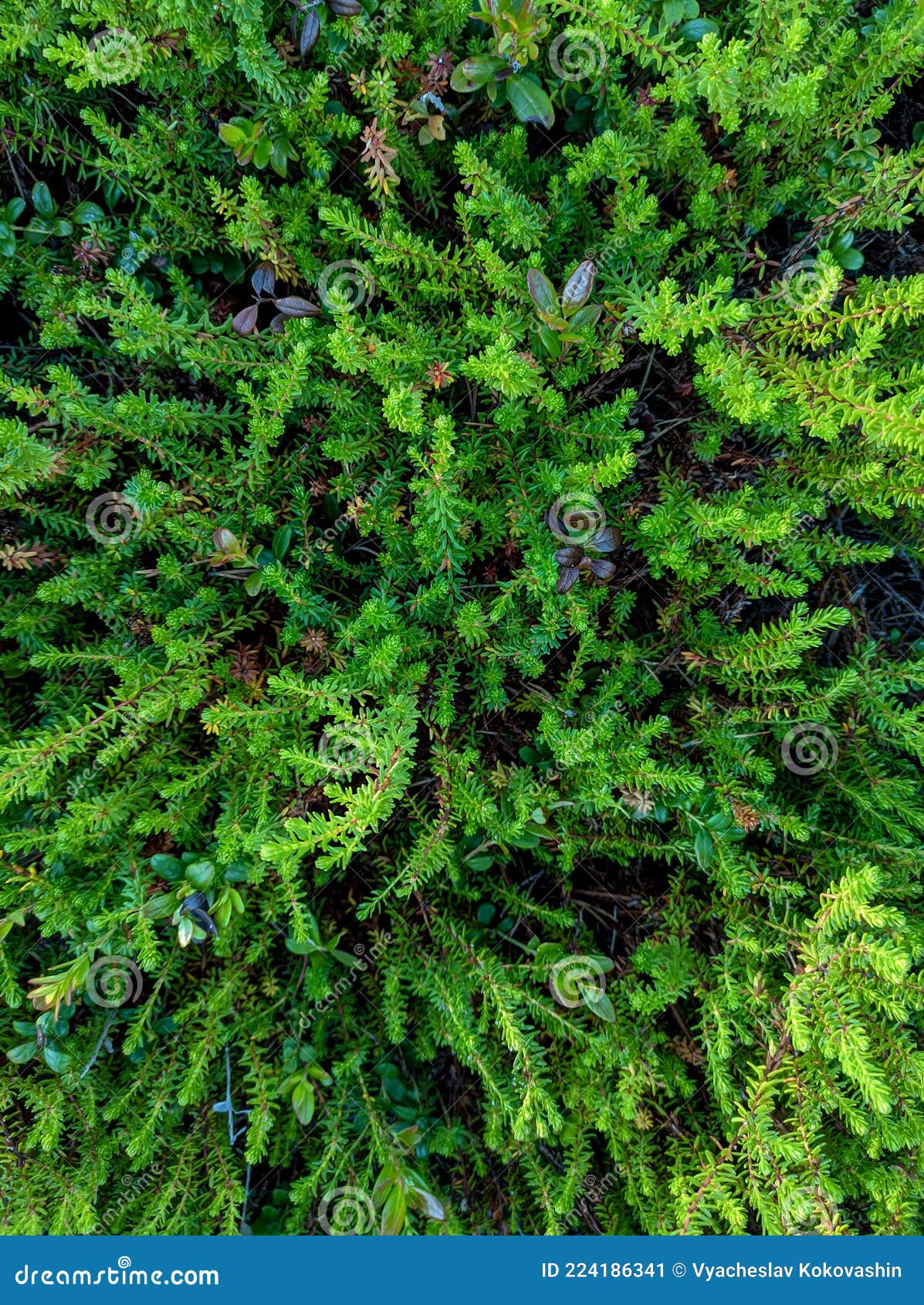 Green Moss Carpet for Desktop Screensaver Stock Image - Image of green ...