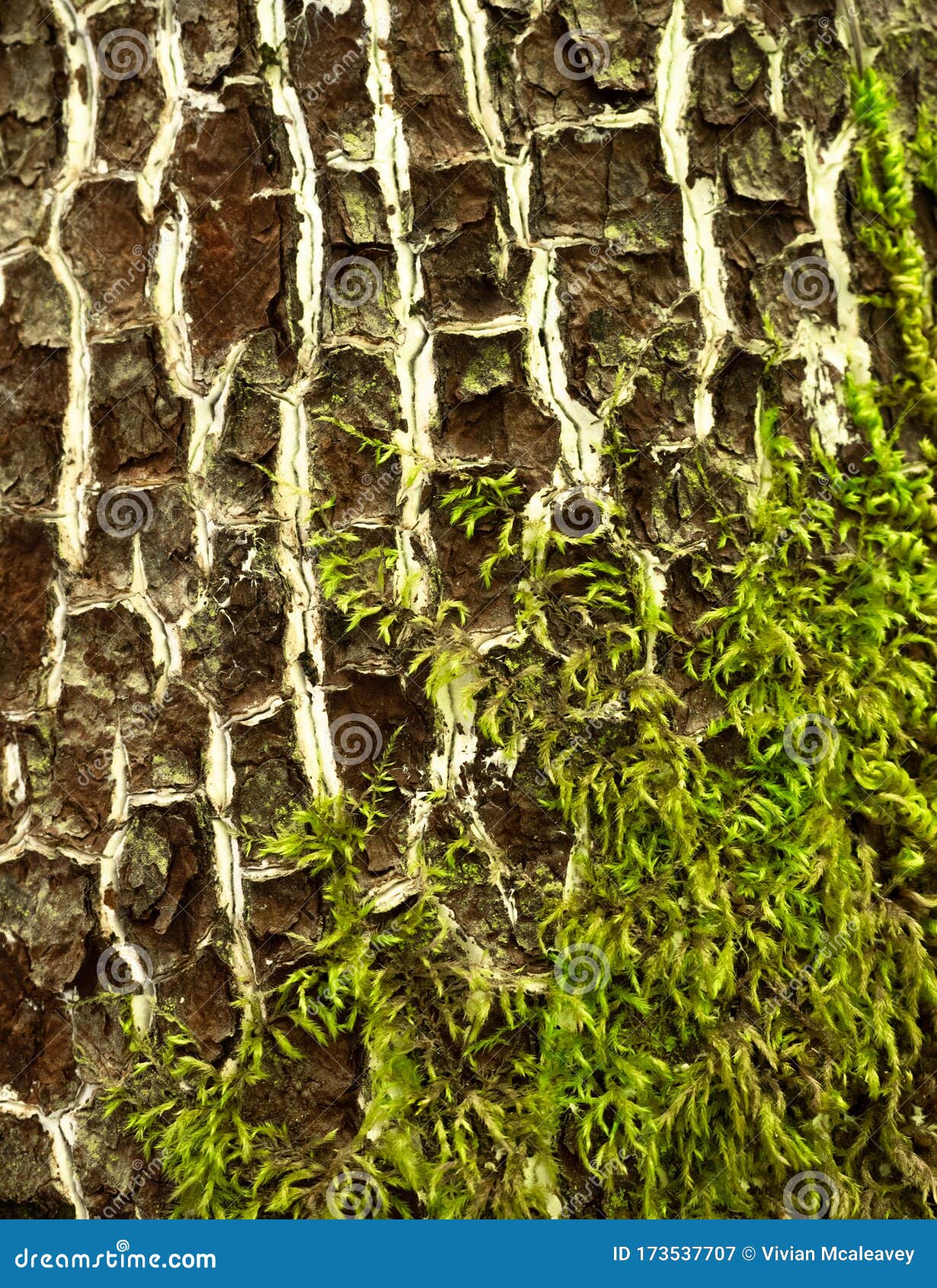 Moss on a tree trunk stock image. Image of possibles - 173537707