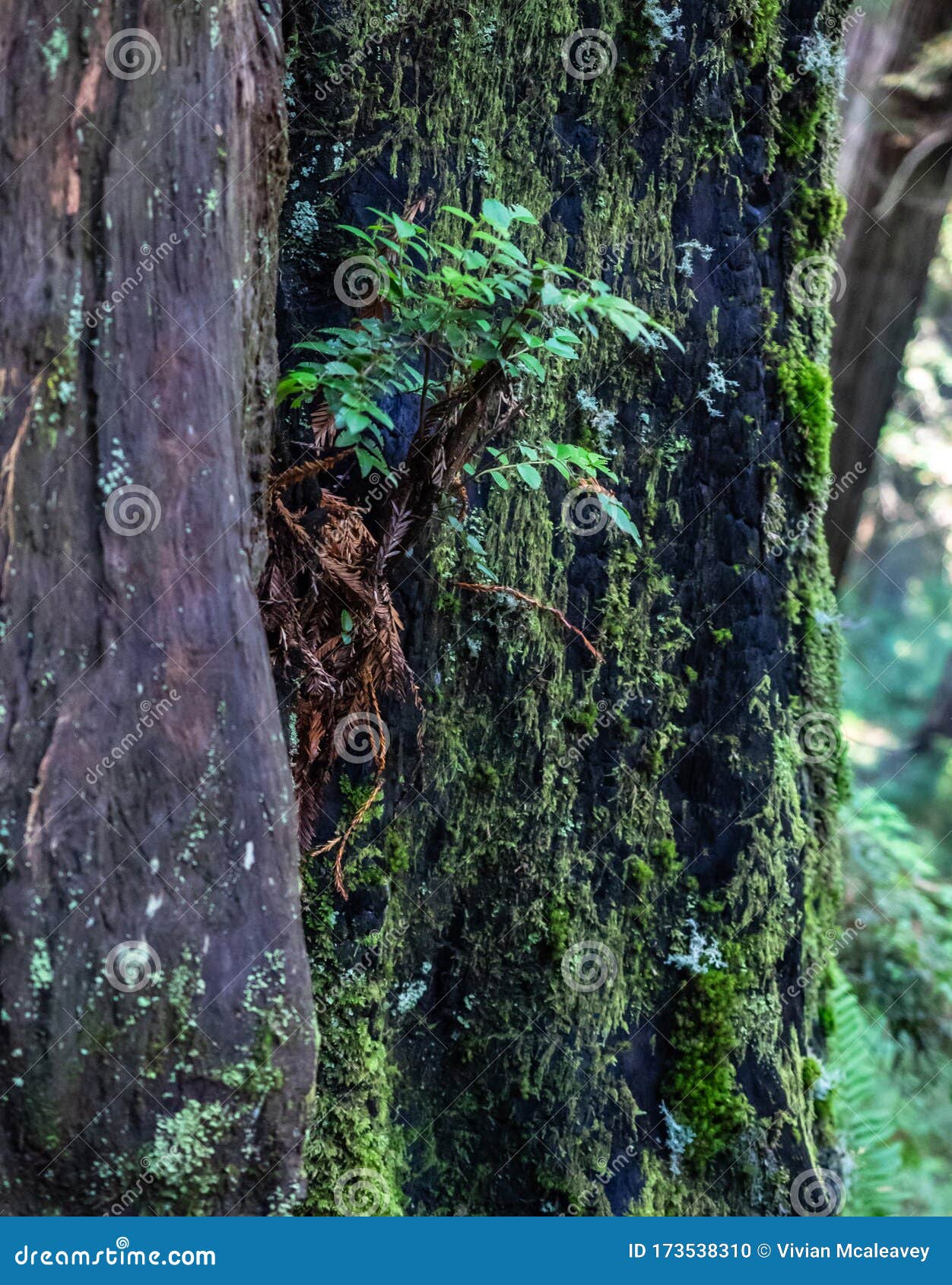 Moss on a tree trunk stock photo. Image of possibles - 173538310