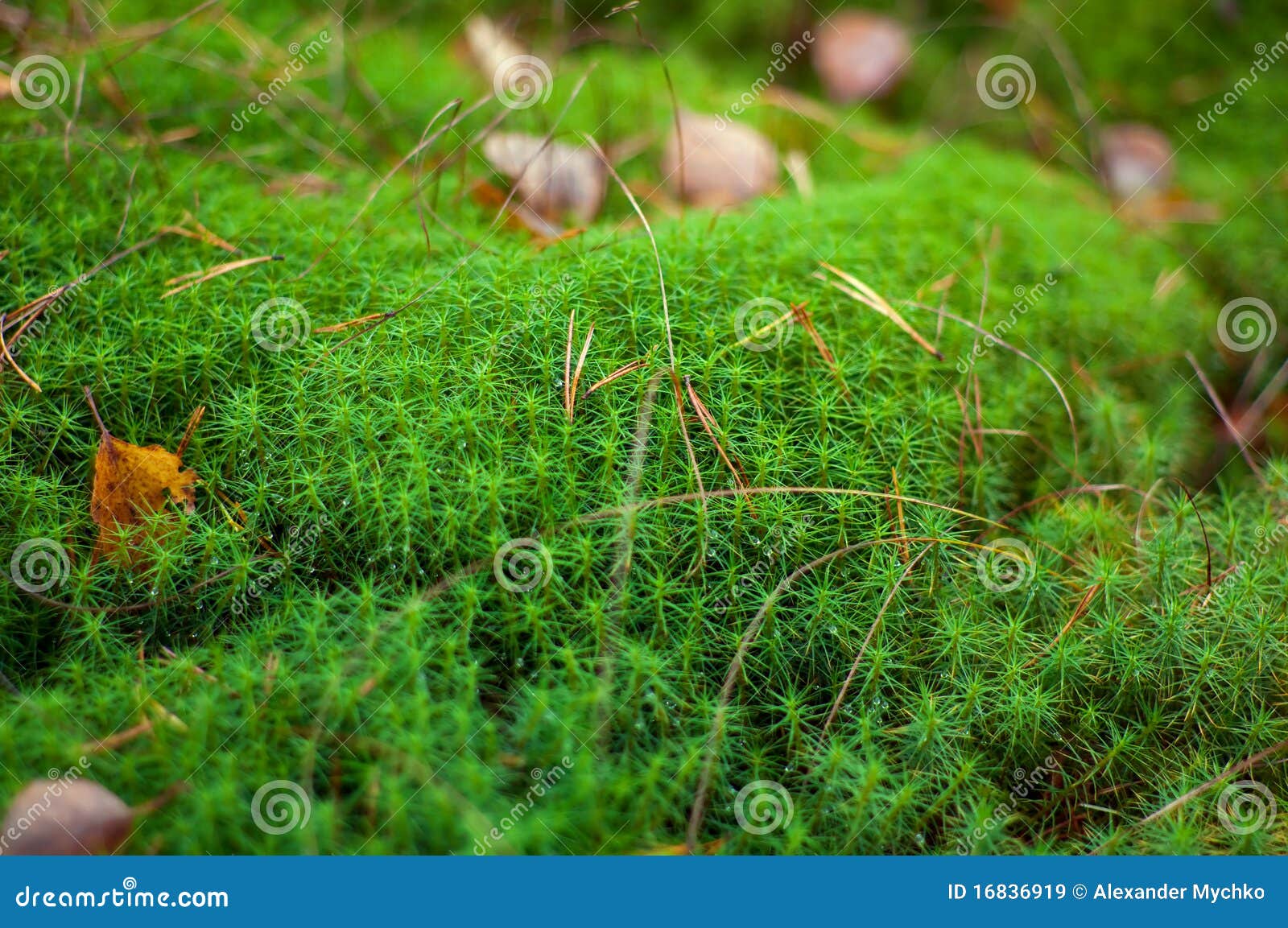 Green moss .Close-up stock image. Image of autumn, nature - 16836919