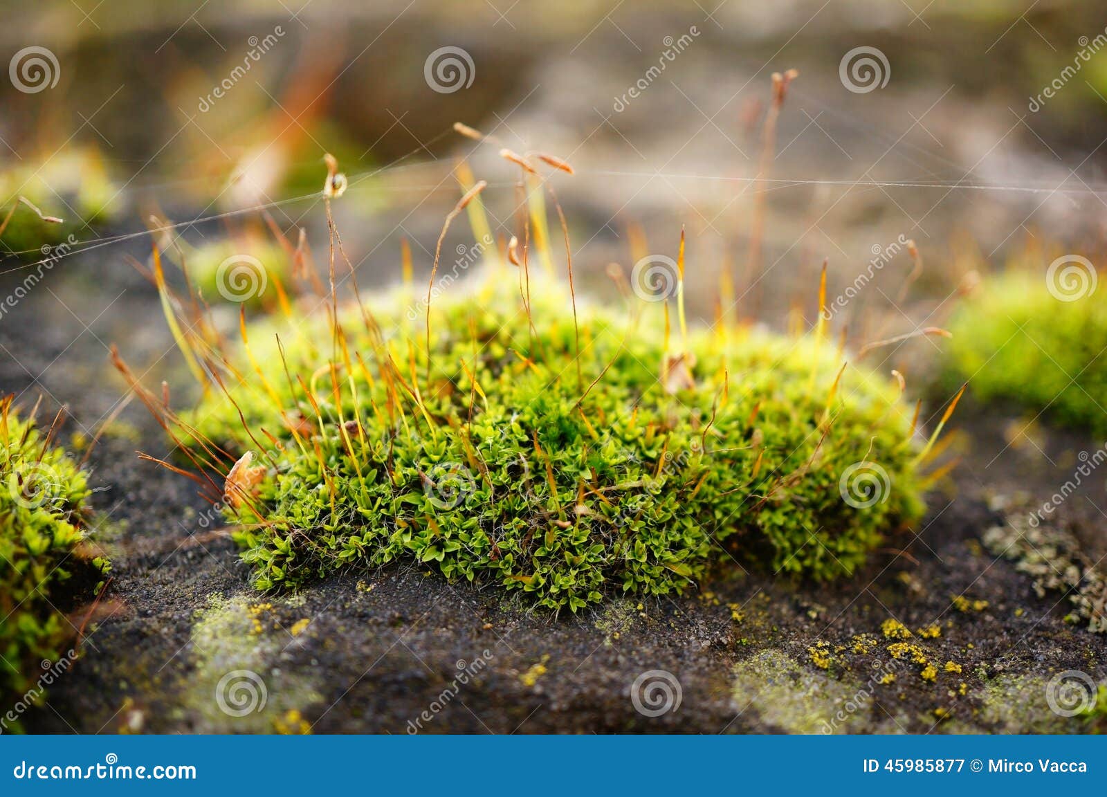 Green moss stock image. Image of flora, vegetation, nature - 45985877