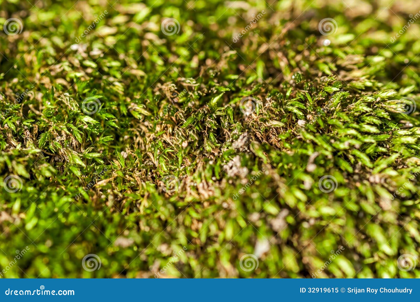 Green Moss Close Up, Abstract Stock Image - Image of abstract, bengal ...