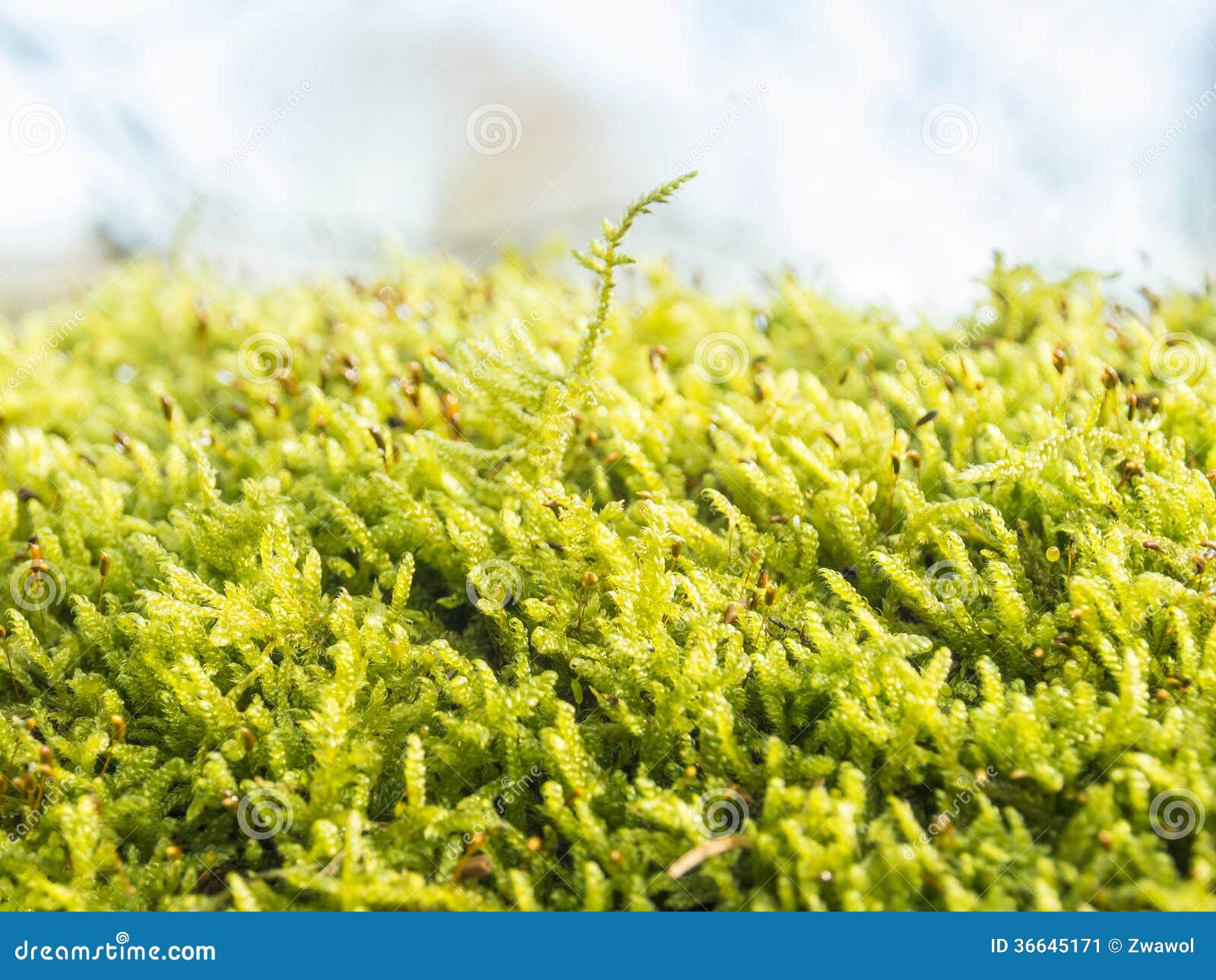 Green moss stock image. Image of natural, nature, background - 36645171