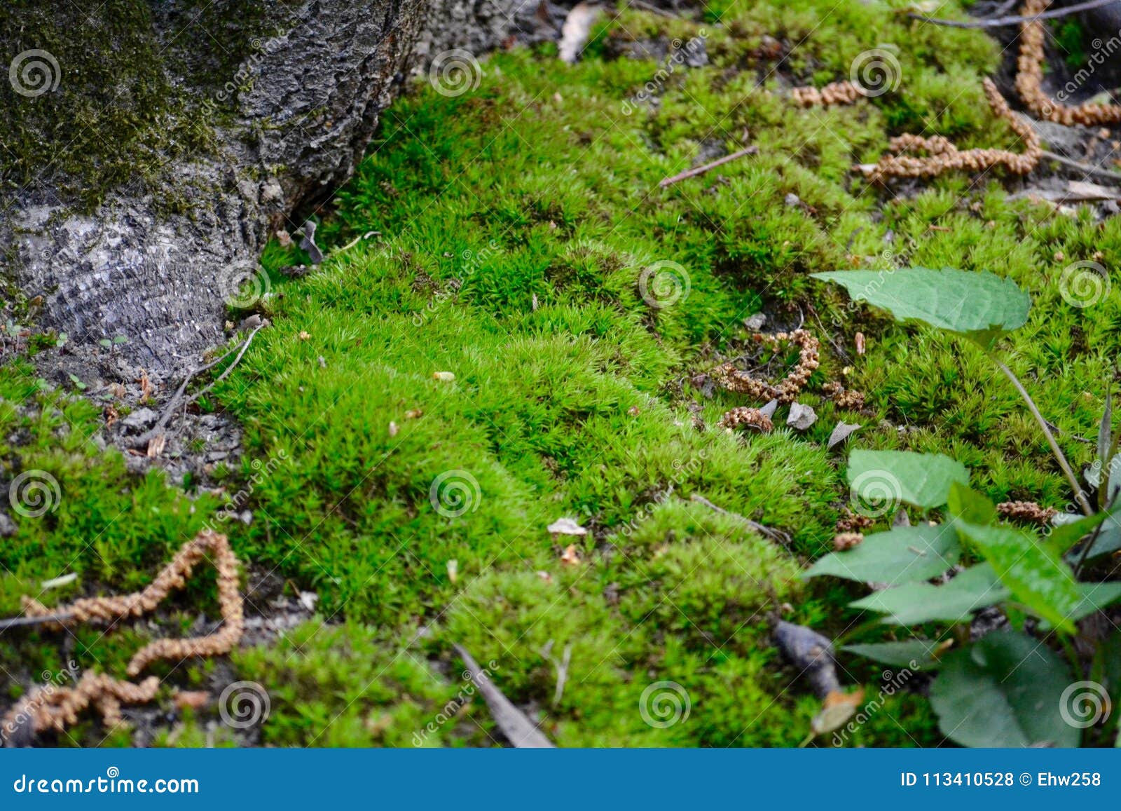 Green moss stock photo. Image of garden, plants, environment - 113410528