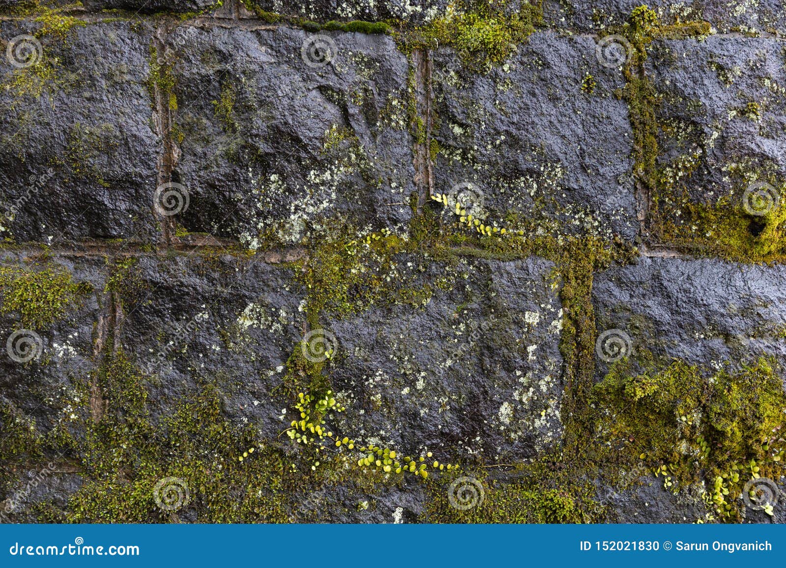 Green Moss on Concrete Block Wall in Rainy Day Stock Photo - Image of ...