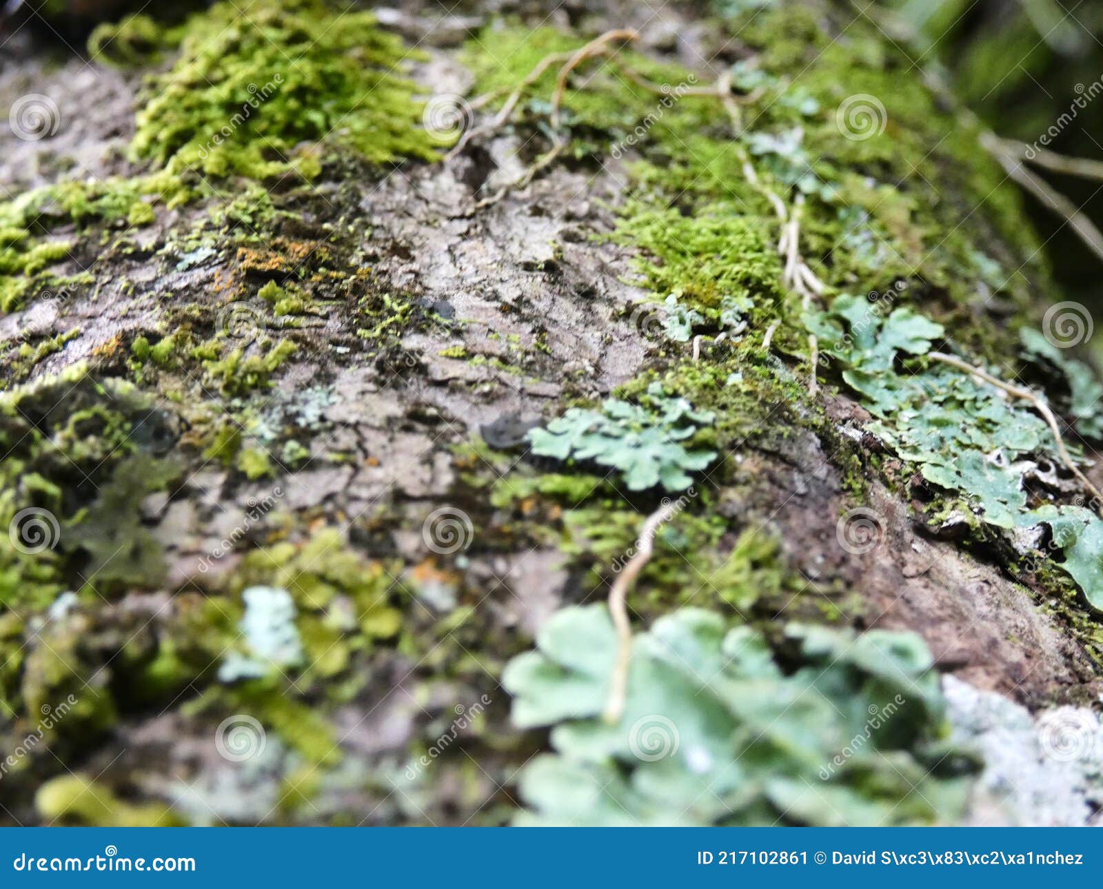 Green Moss on the Cortex of a Tree Stock Image - Image of plant, leaf ...