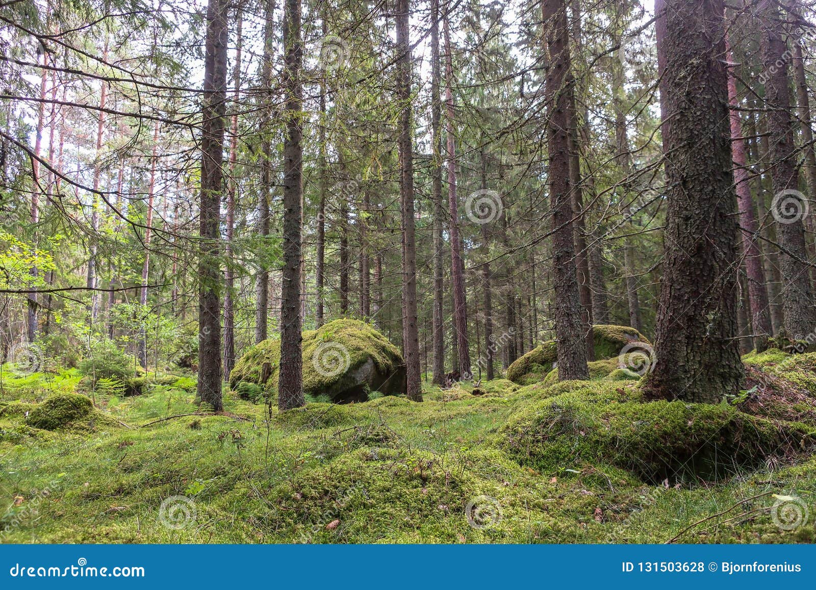 Green Moss Covered Forest Ground Stock Photo - Image of stem ...
