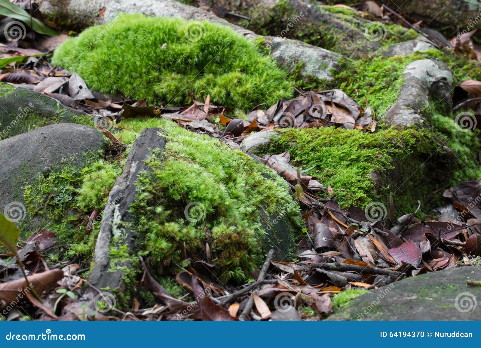 Green moss covered stone. stock photo. Image of stone - 64194370