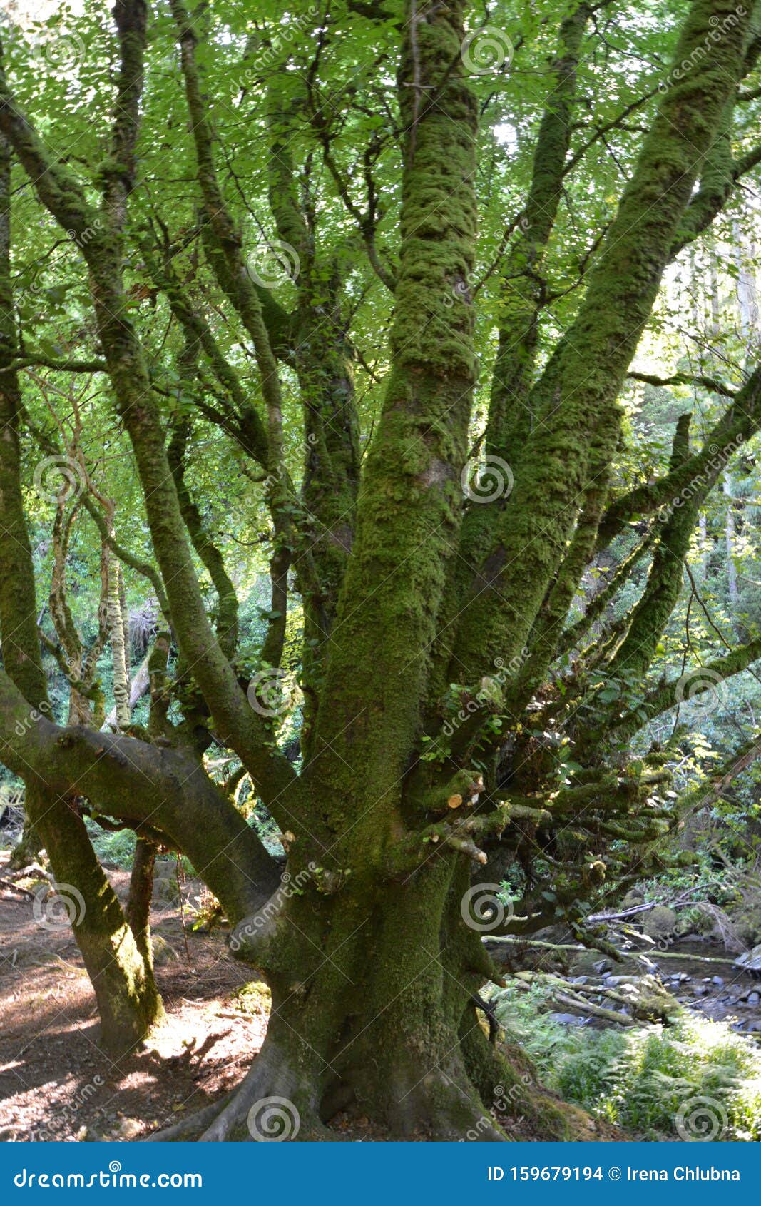 A Green Moss Covered Tree Trunk in a Forest Stock Photo - Image of ...