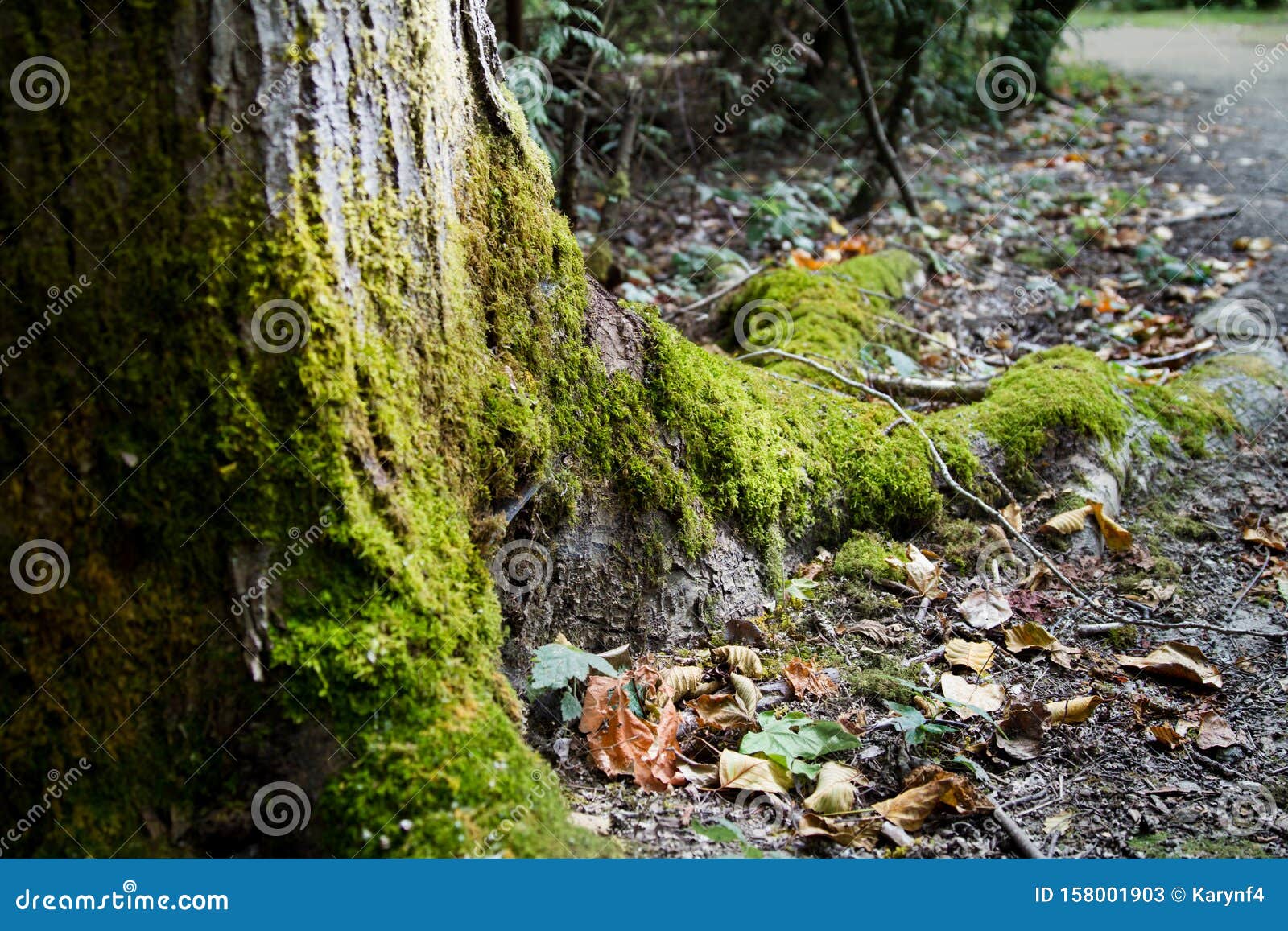Base of Old Tree with Gnarly Roots Covered in Soft Moss Stock Image ...