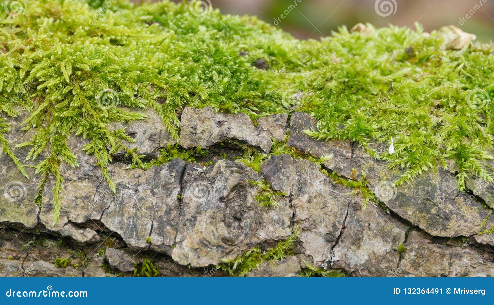 Green Moss on Cracked Stone Stock Image - Image of fresh, plant: 132364491