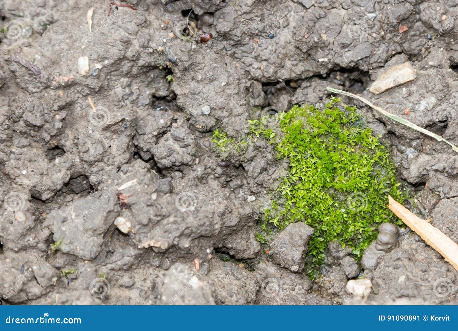 Green moss on damp earth stock image. Image of garden - 91090891