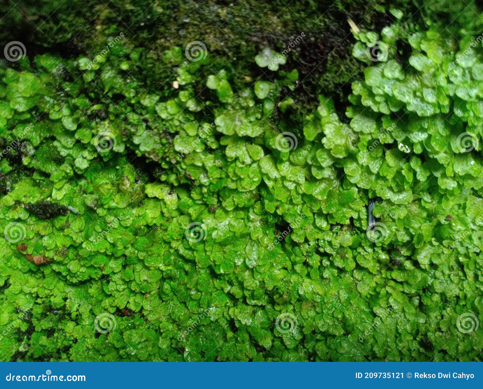 Green moss in damp places stock image. Image of wall - 209735121