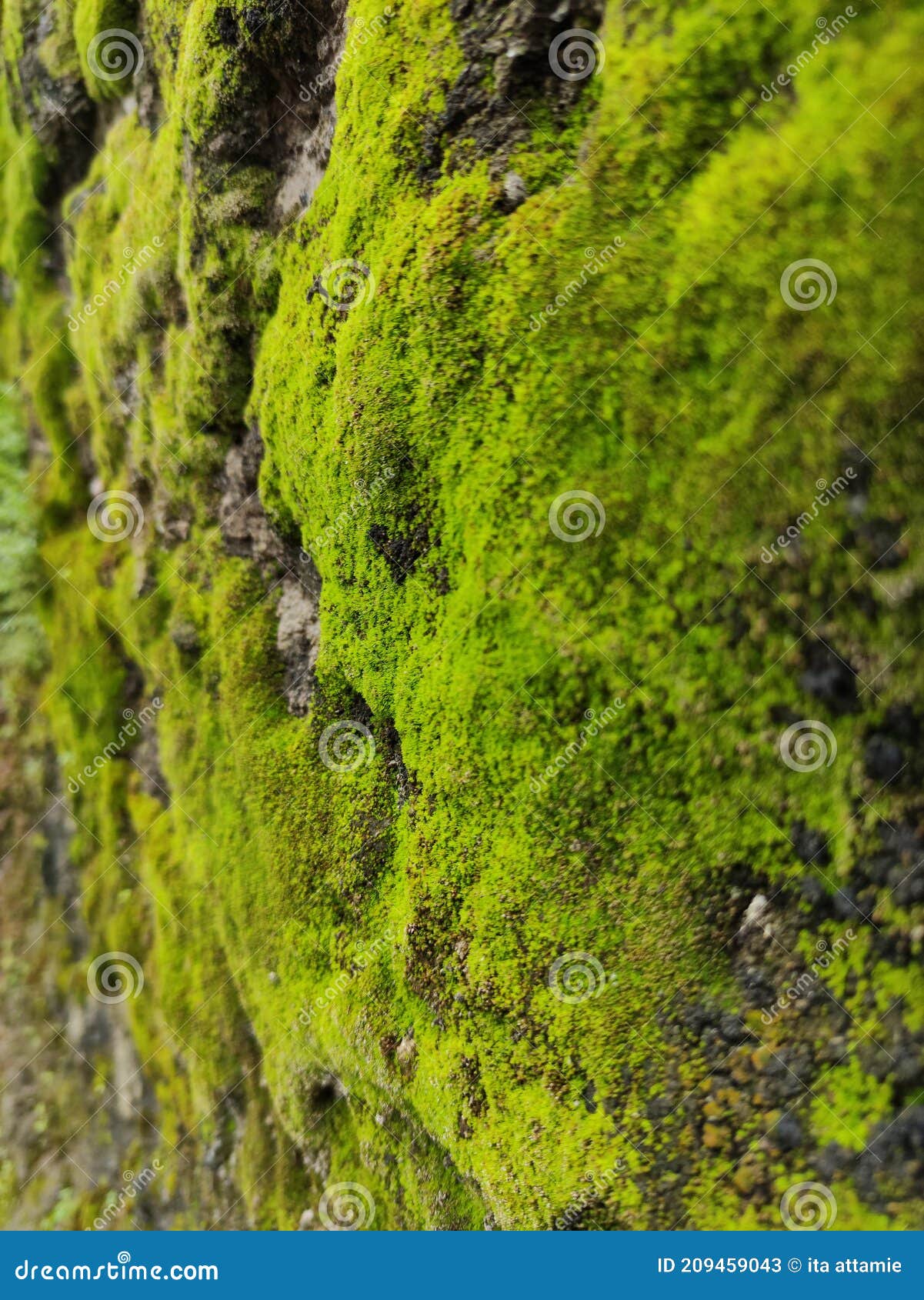 Green moss on damp walls stock image. Image of damp - 209459043