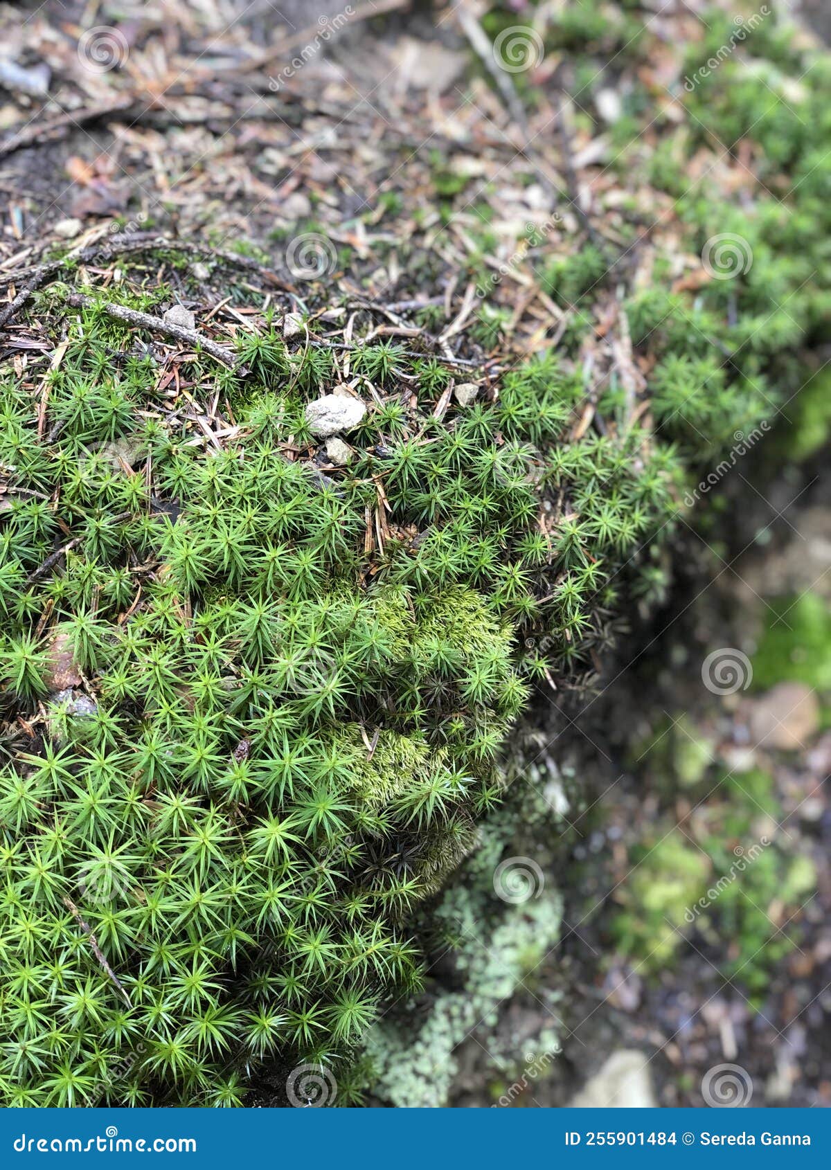 Green Moss in Dark Forest stock photo. Image of outdoor - 255901484