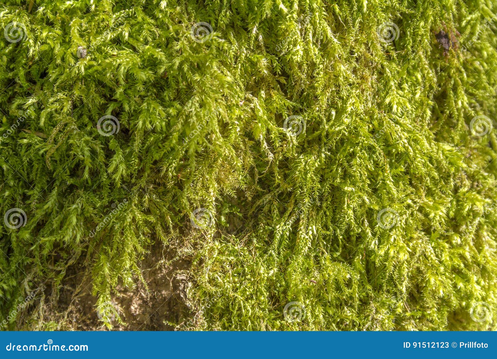 Green moss detail stock image. Image of natural, disperse - 91512123