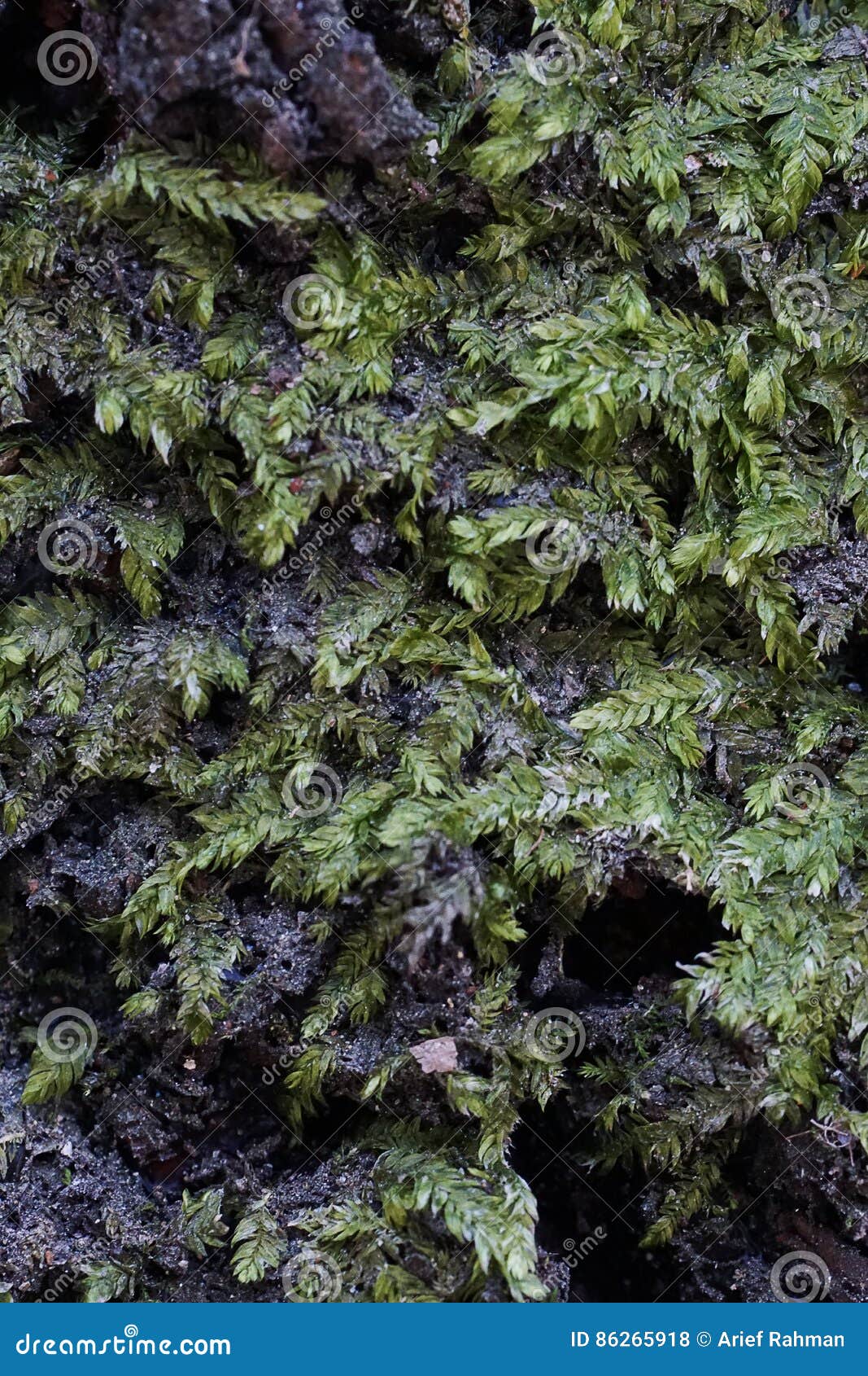 Green moss details stock photo. Image of beautiful, meadow - 86265918