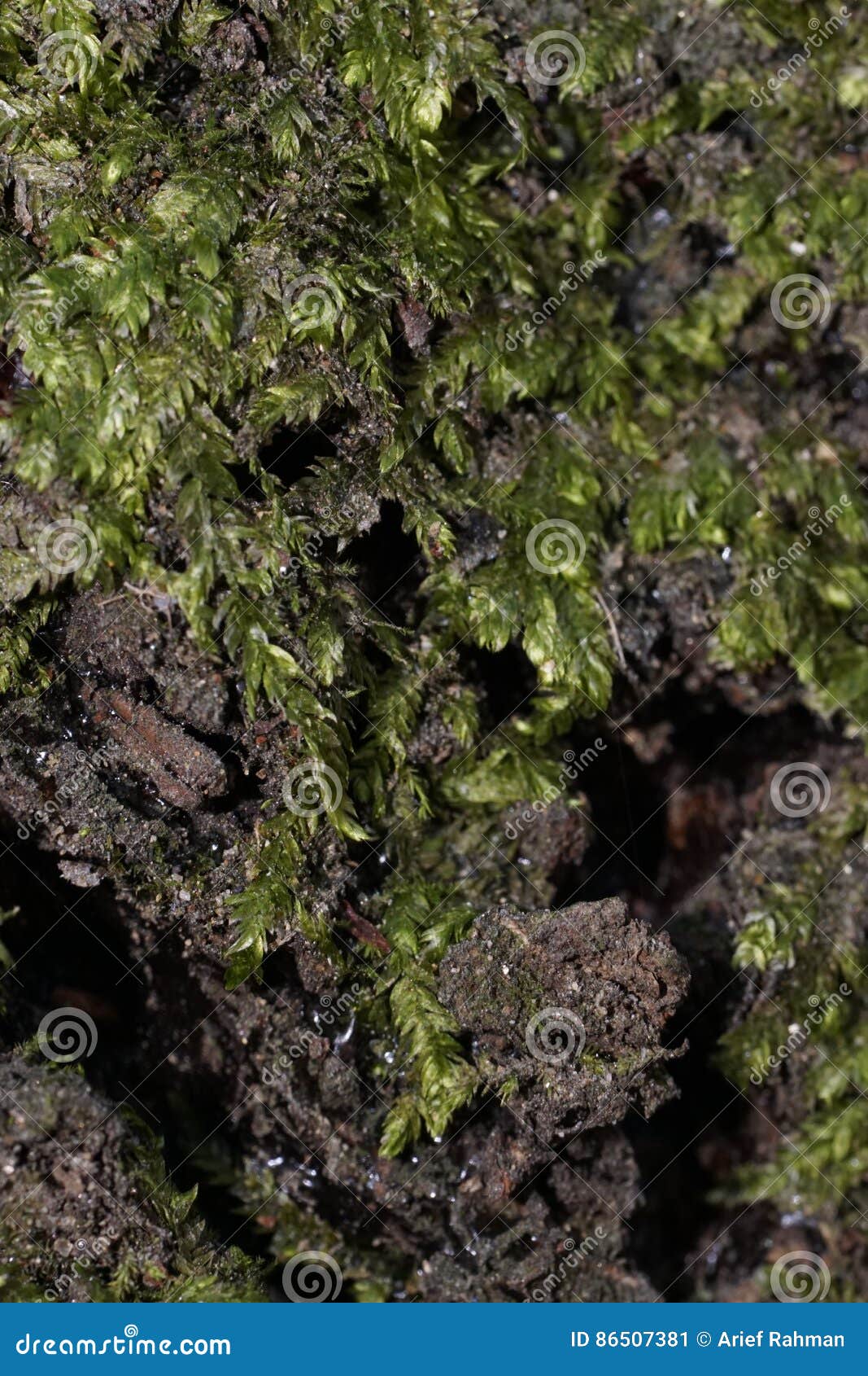 Green moss details stock image. Image of micro, love - 86507381