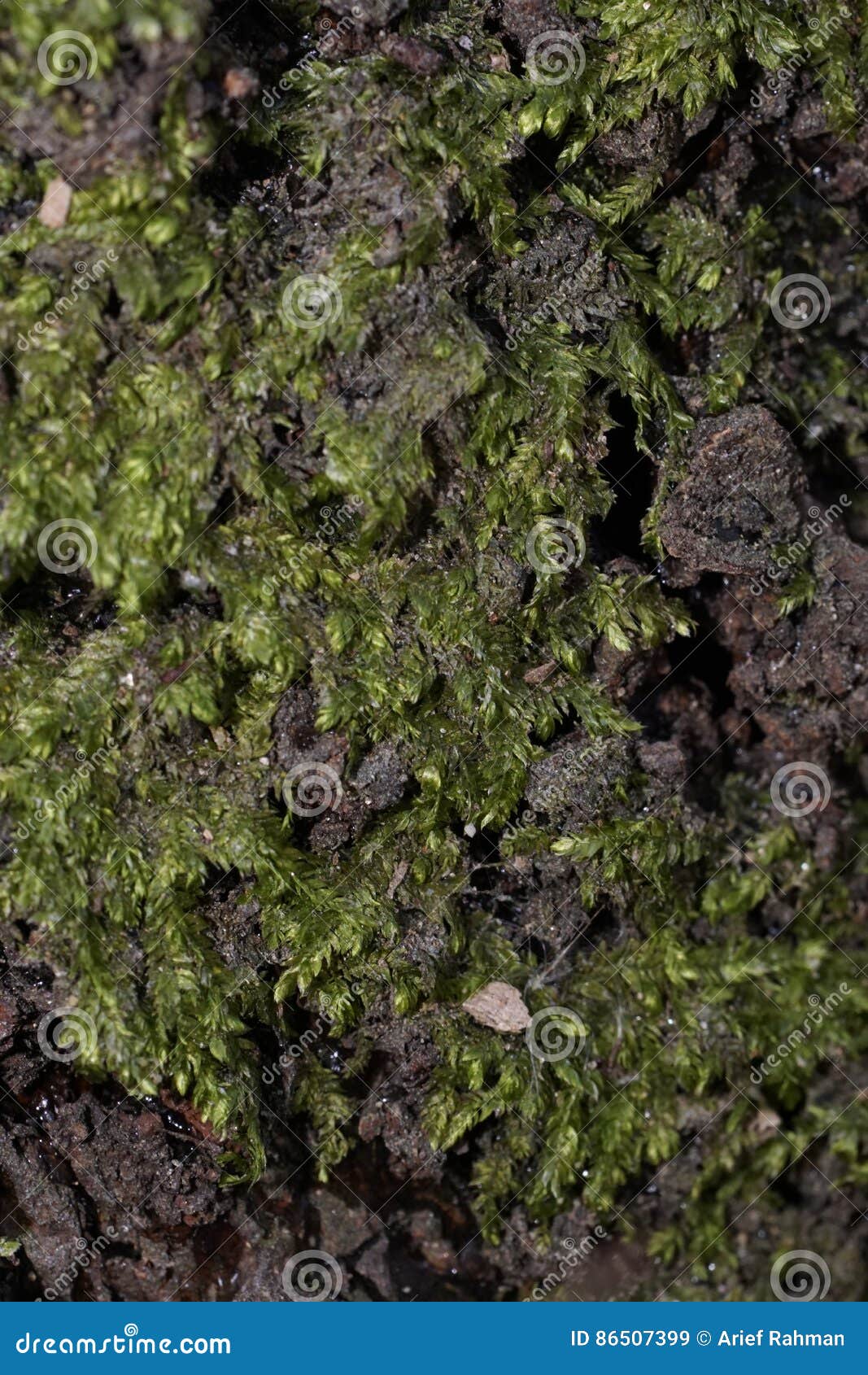 Green moss details stock image. Image of heart, detail - 86507399