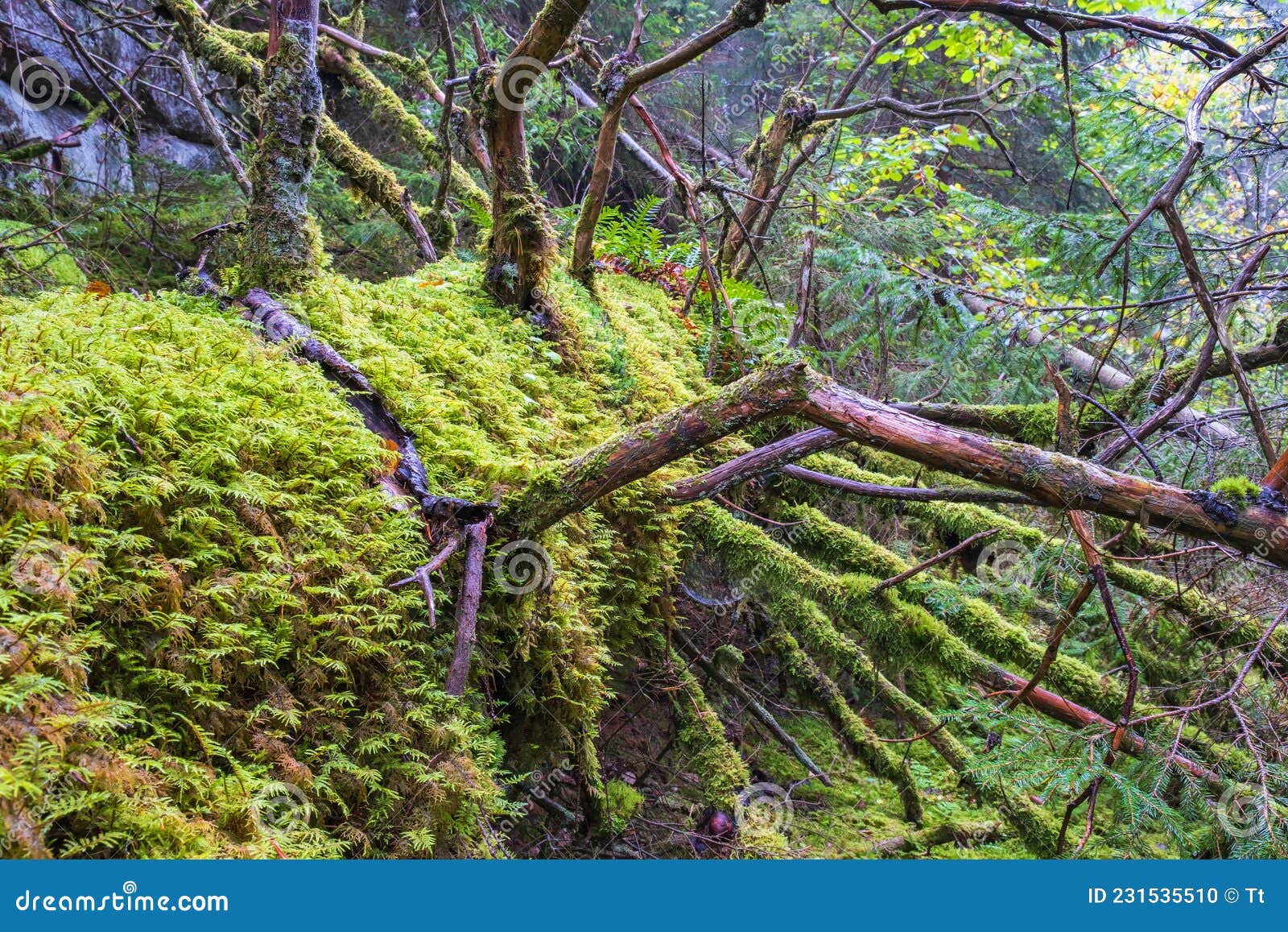 Green Moss on a Fallen Tree Trunk in a Old Growth Forest Stock Photo ...