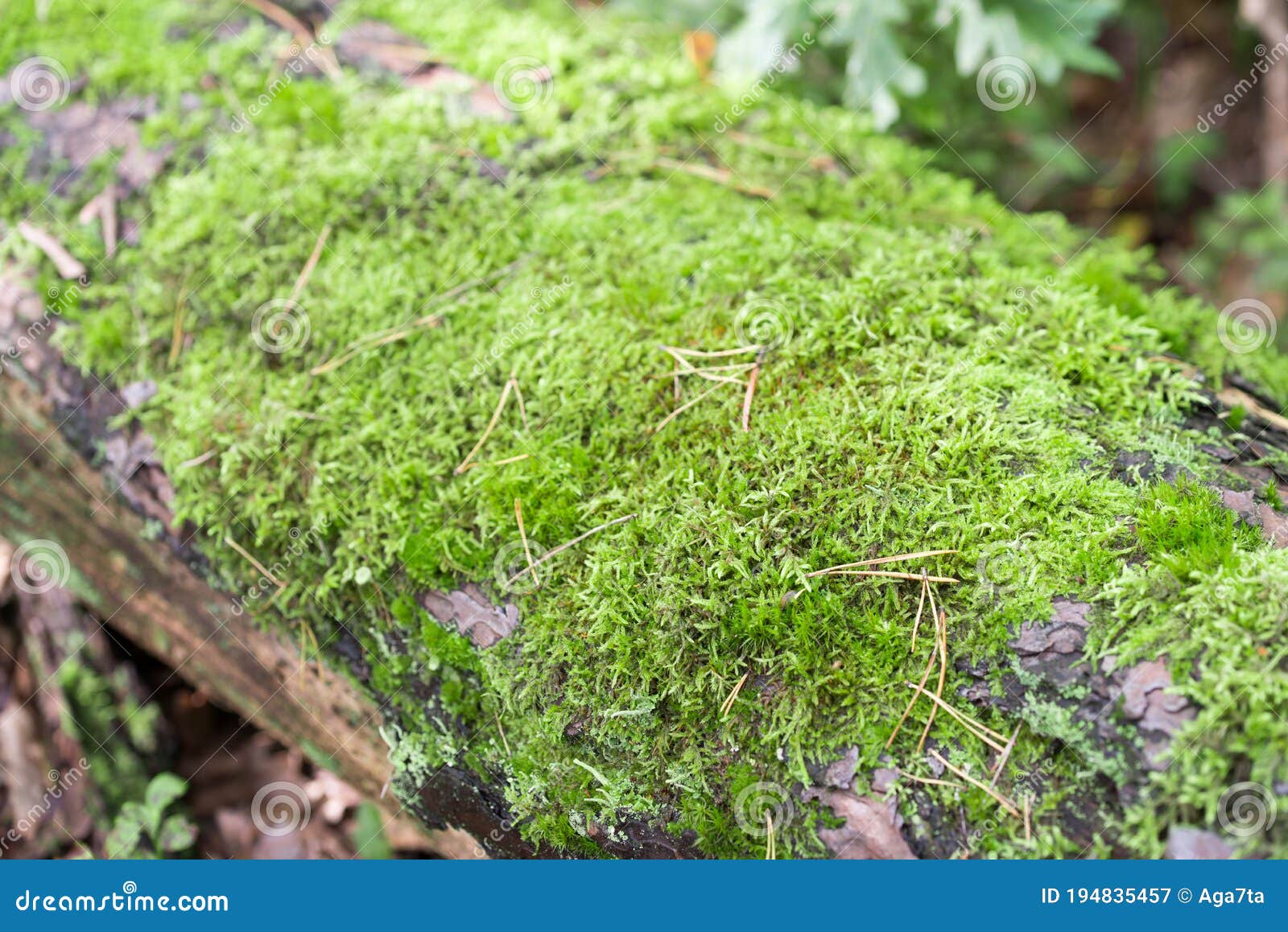 Moss on Fallen Tree Trunk Selective Focus Stock Image - Image of growth ...